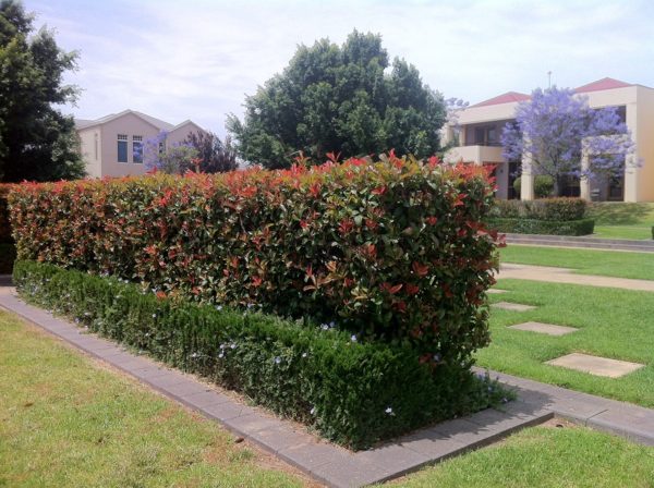 The Lilly Pilly - All You Need to Know About This Native Australian ...